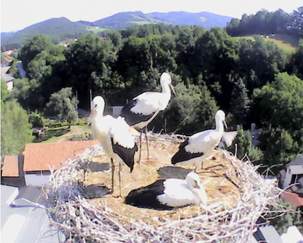 Storch - Grundmann
