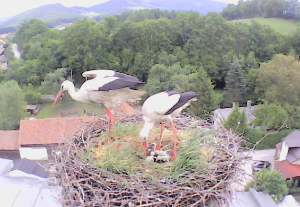 Storch - Grundmann